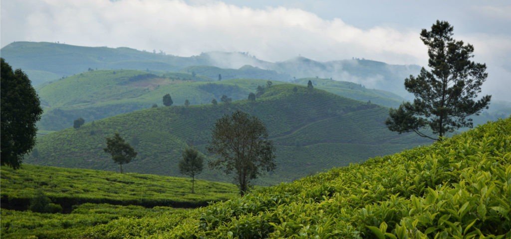 Tea Map | Euro Asia Teas | Best Ceylon Tea Brand | World's Finest Tea